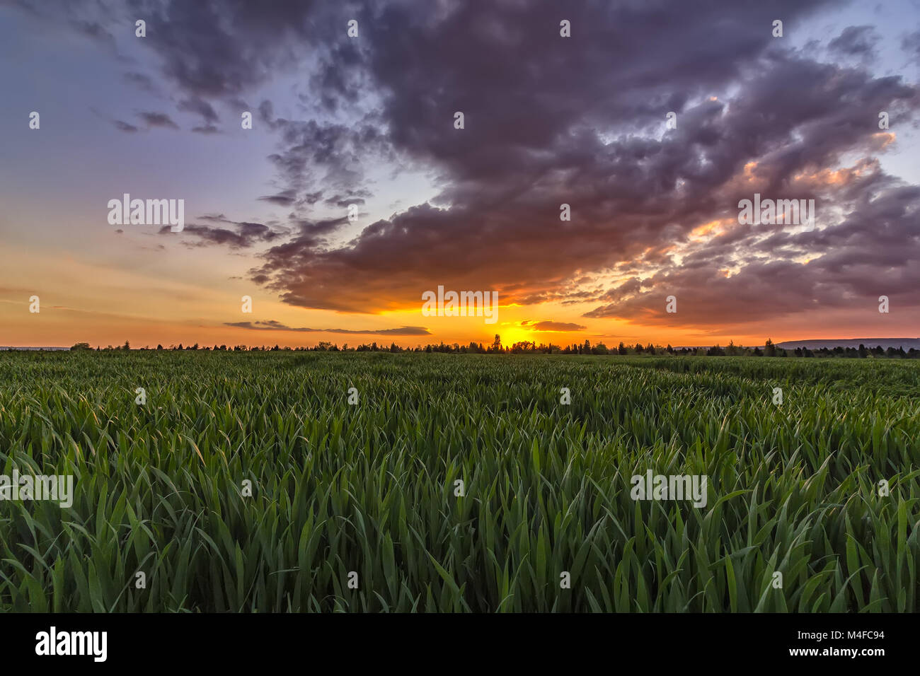 green wheat field Stock Photo - Alamy