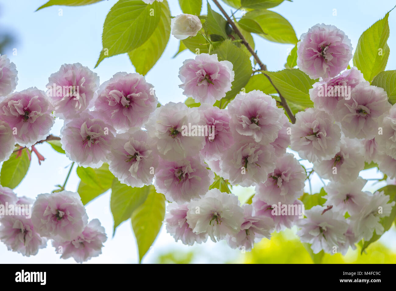 Japan sakura tree kanzan hi-res stock photography and images - Alamy