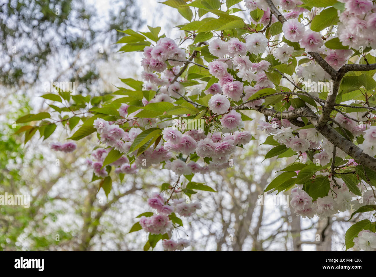 Korean cherry tree hi-res stock photography and images - Alamy