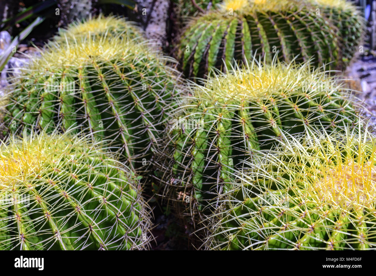 Green cactus with thorns Stock Photo - Alamy
