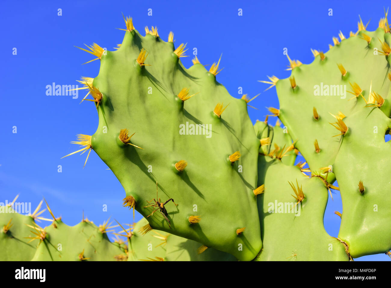 Green cactus with thorns Stock Photo - Alamy