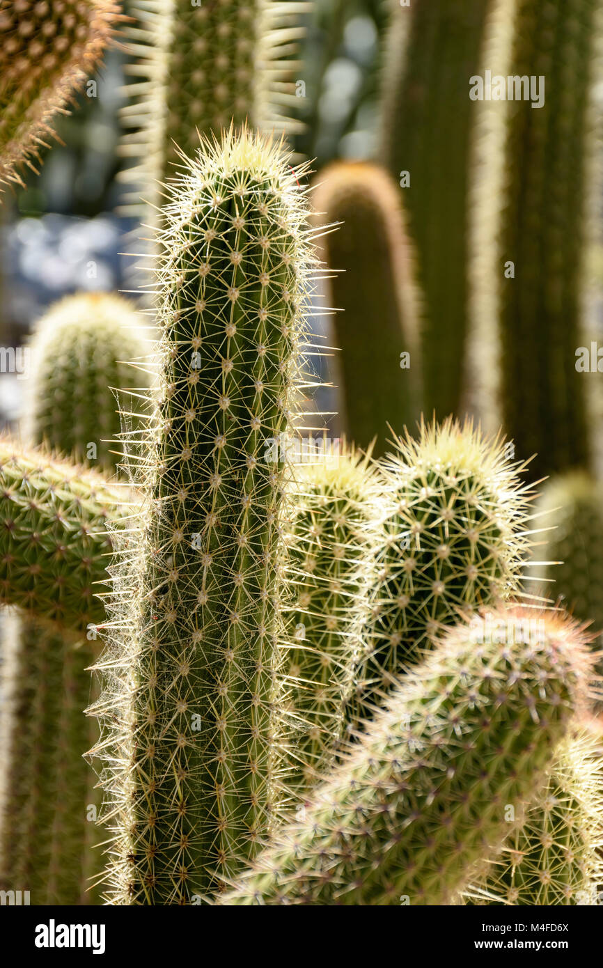 Green cactus with thorns Stock Photo - Alamy