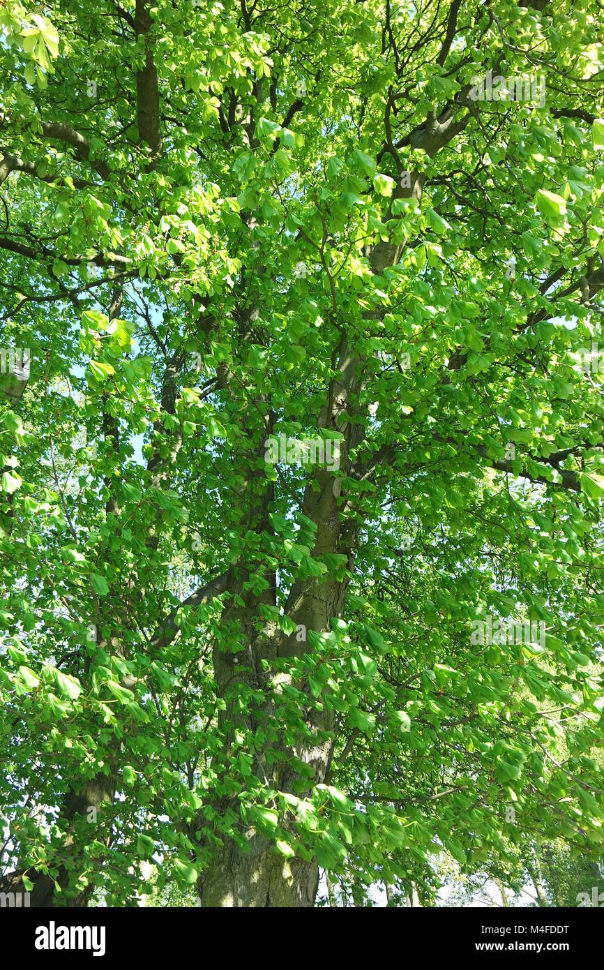 Chestnut trees in spring Stock Photo - Alamy
