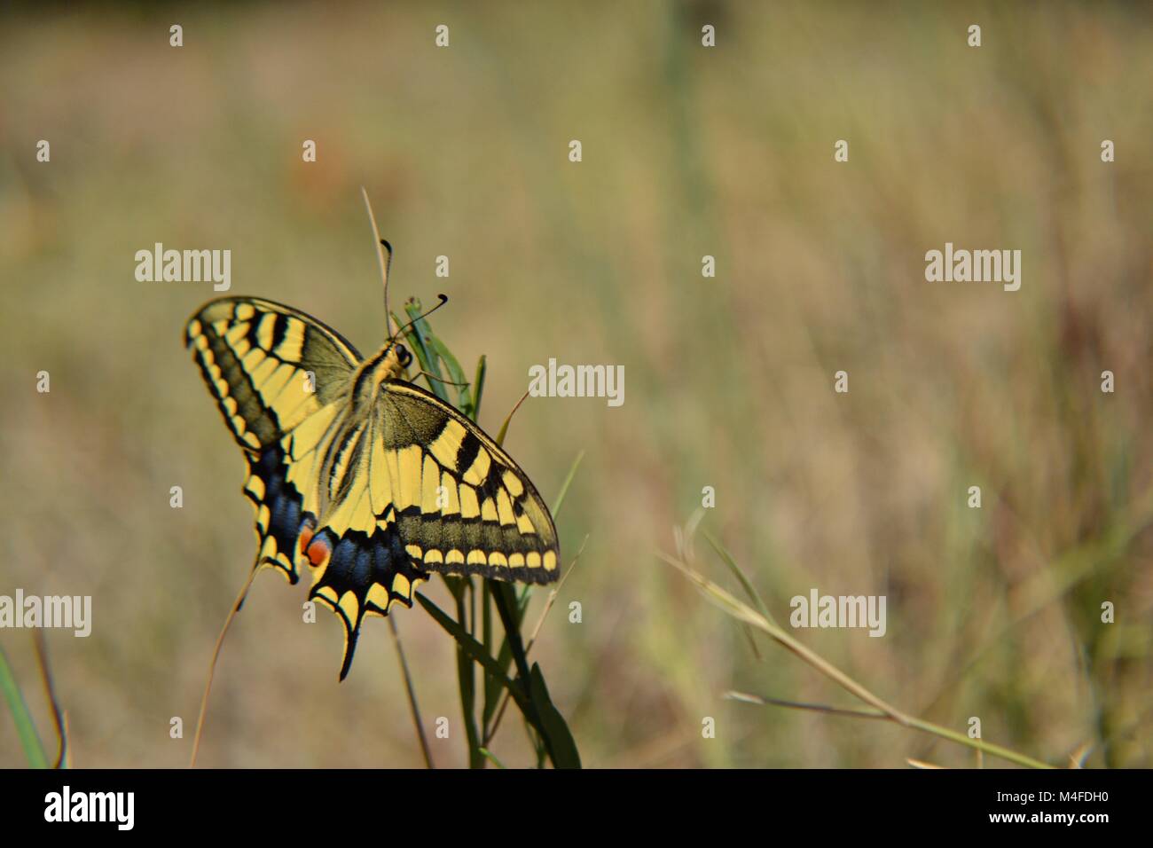 Yellow butterfly flying over grass at natural golden background Stock ...