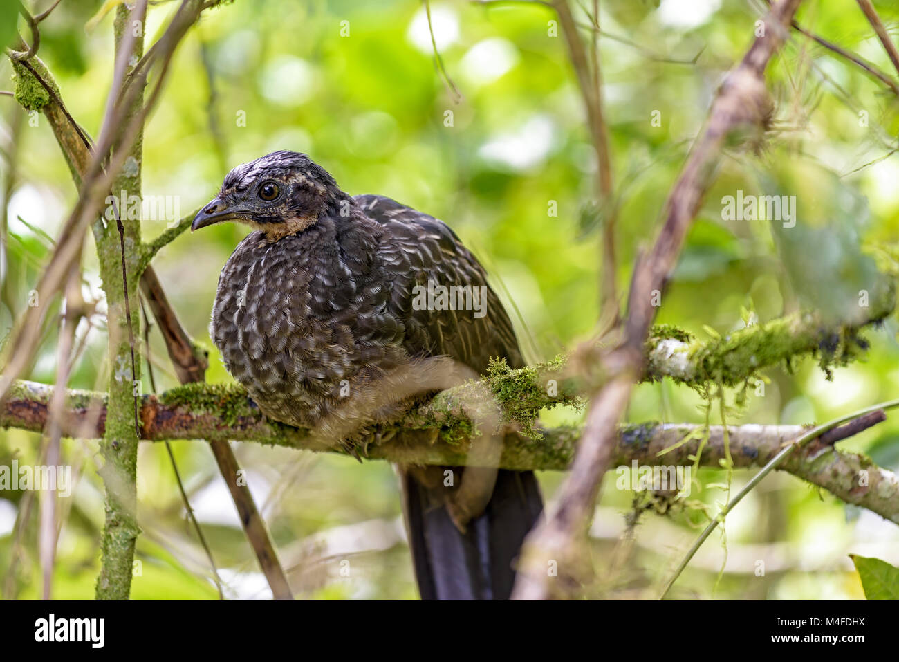Guan Tree High Resolution Stock Photography and Images - Alamy