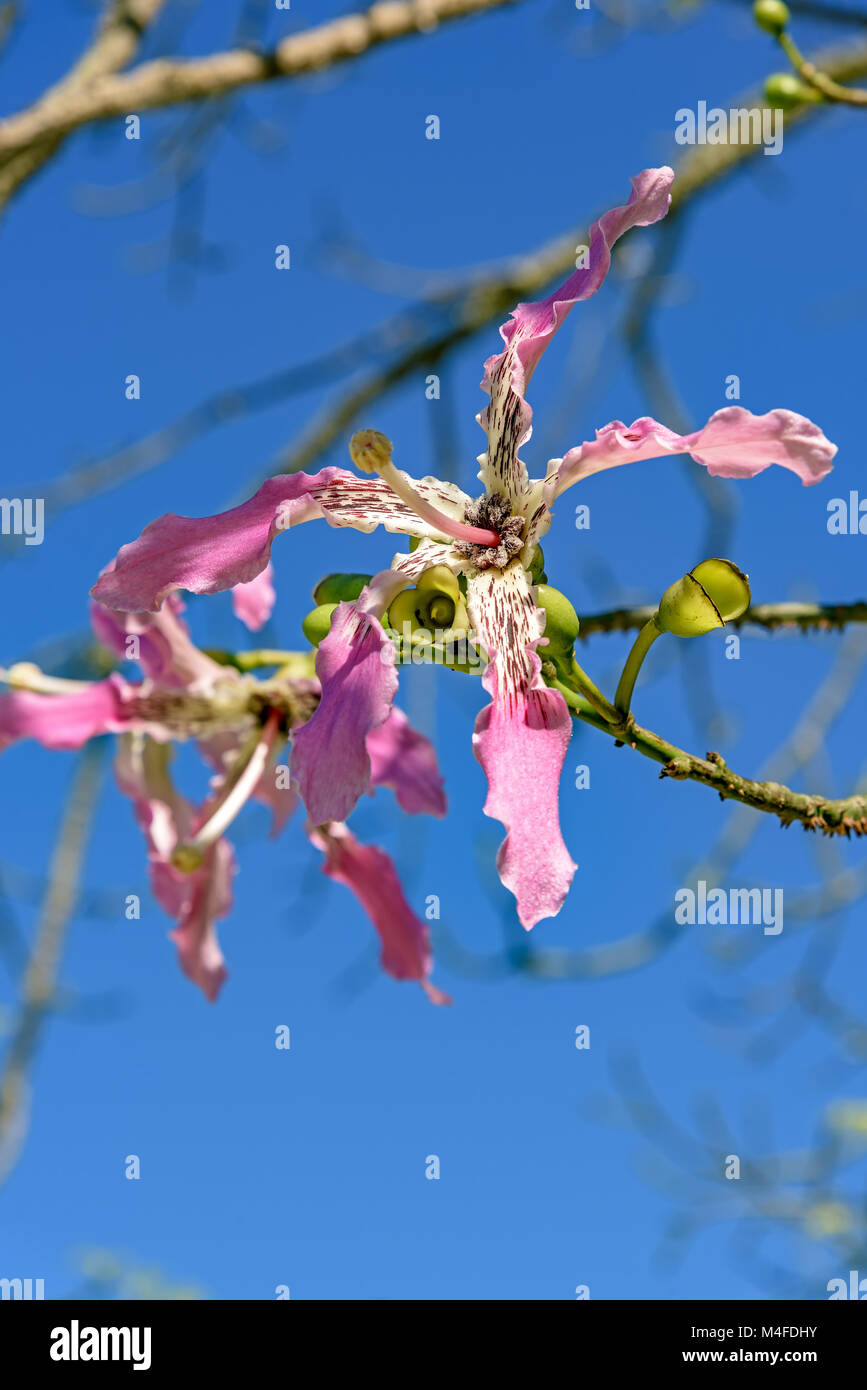 Kapok flower hi-res stock photography and images - Alamy