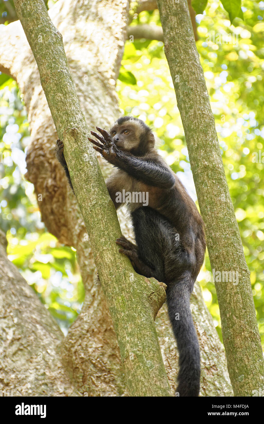 Black Capuchin High Resolution Stock Photography and Images - Alamy