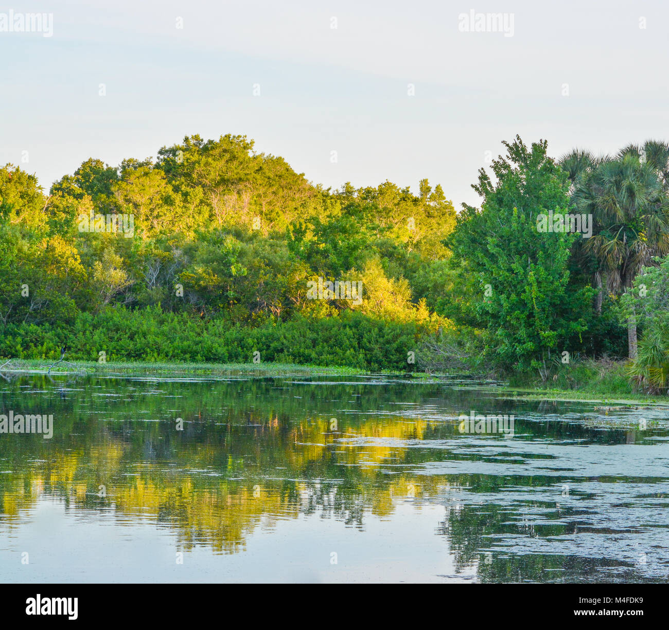 Reflection of the trees Stock Photo - Alamy