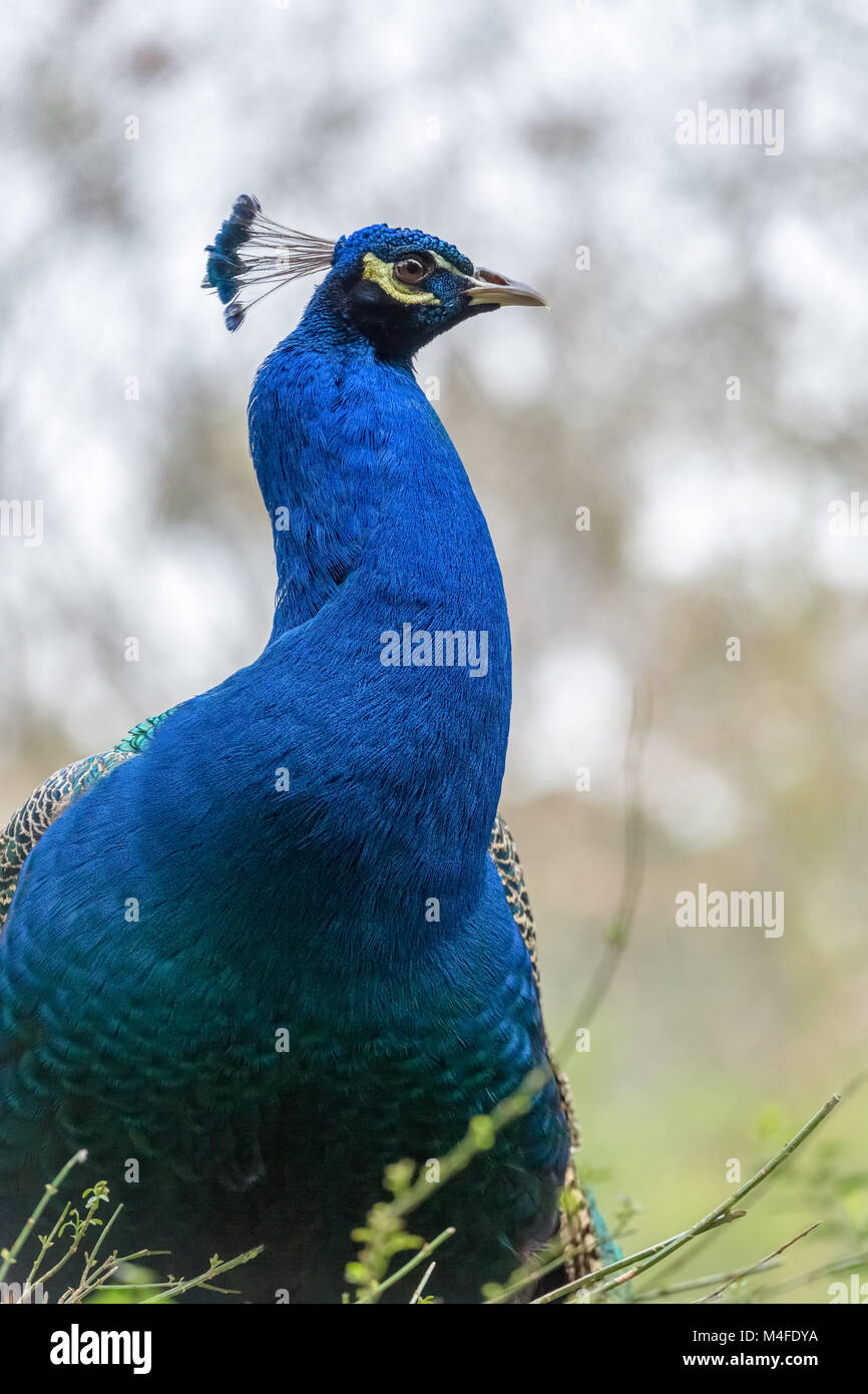 Peacock beak hi-res stock photography and images - Alamy