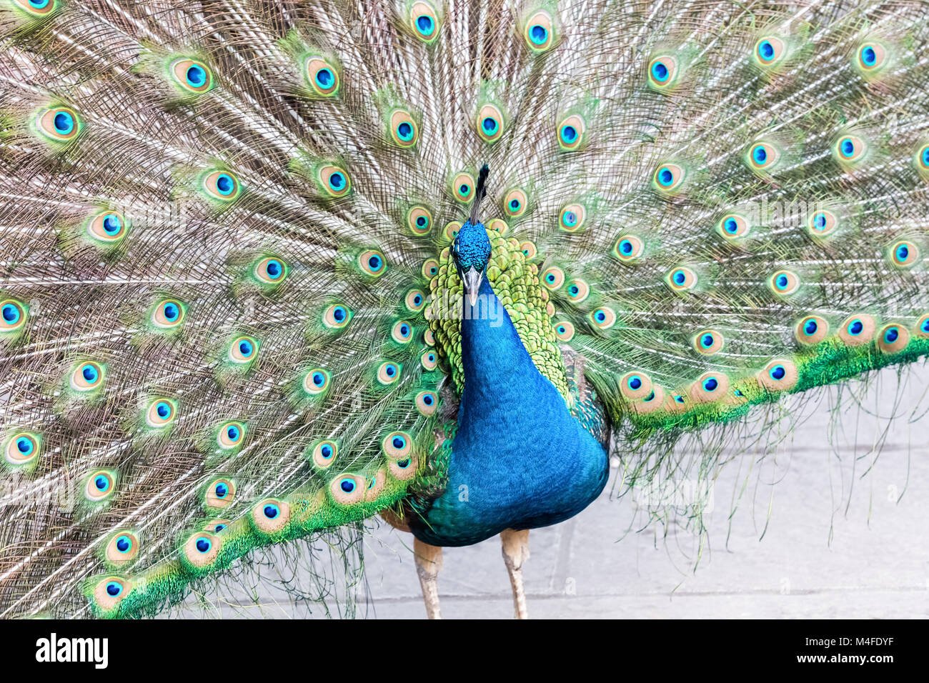 Proud as a peacock hi-res stock photography and images - Alamy