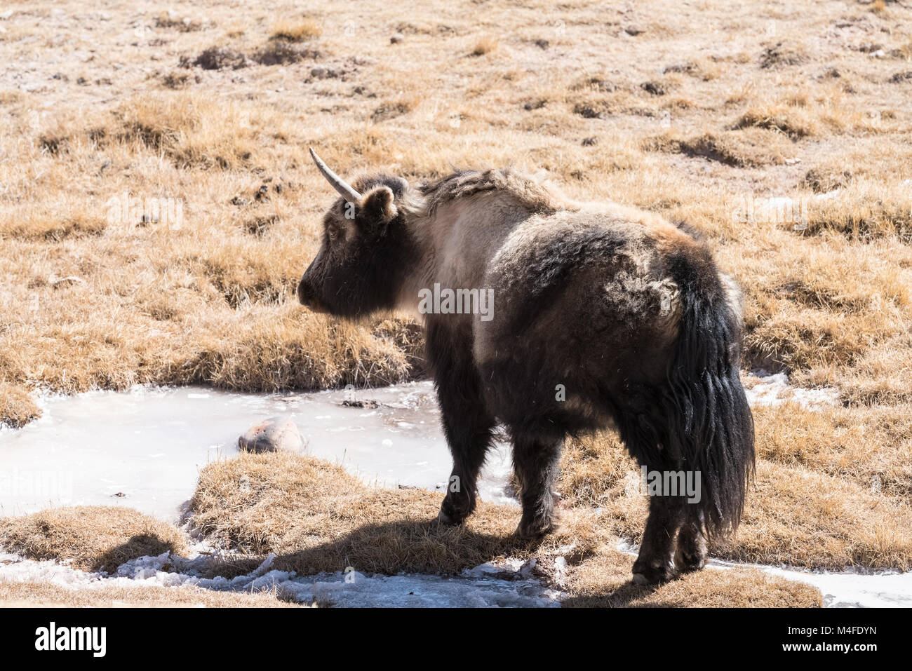 White yak hair hi-res stock photography and images - Alamy