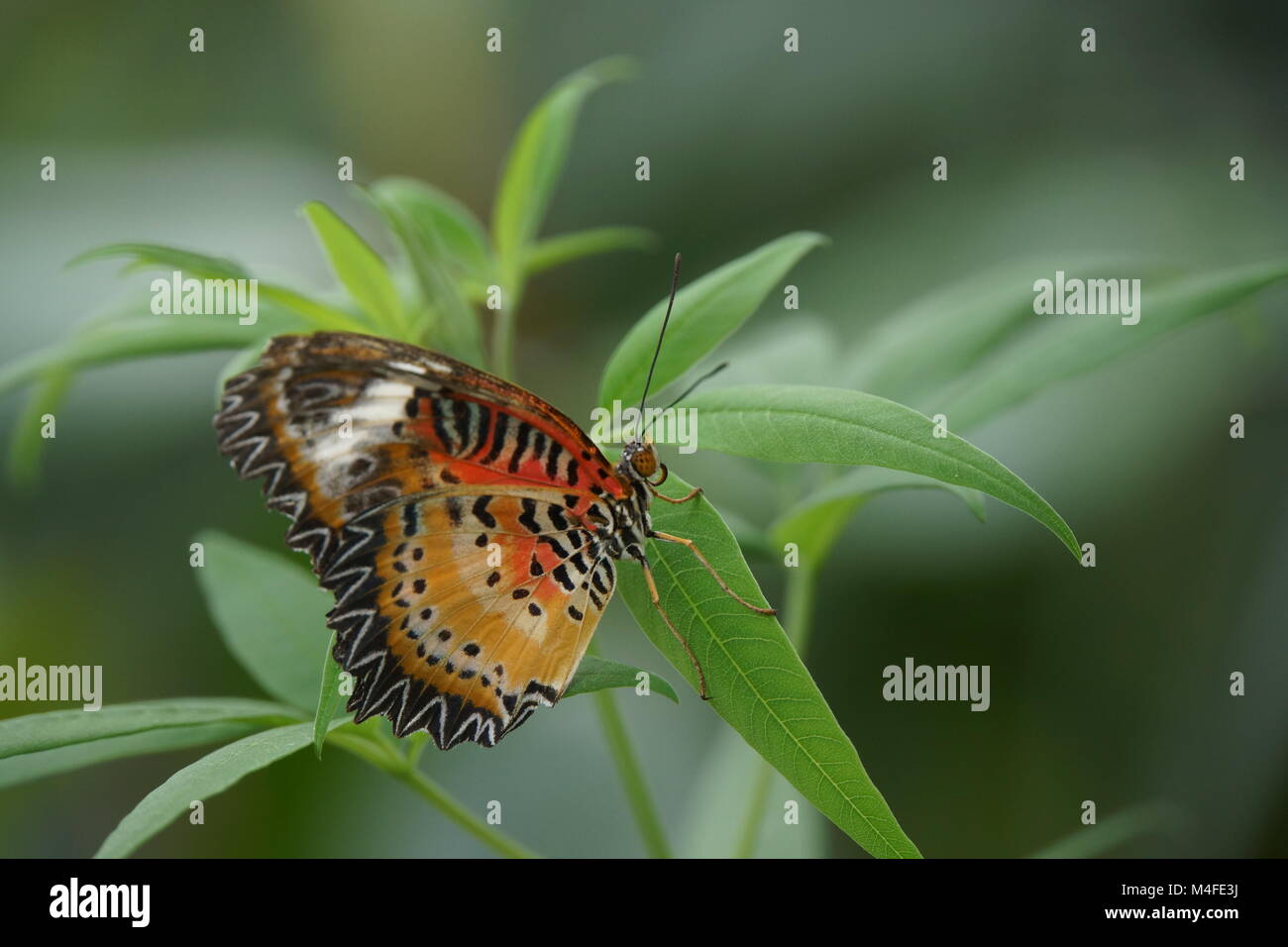 Cyane hi-res stock photography and images - Alamy
