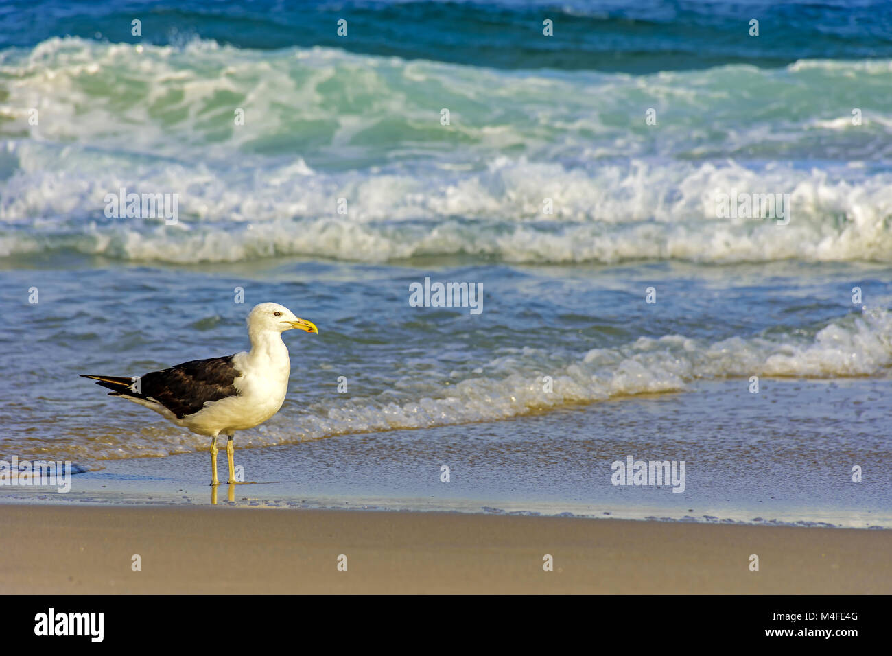 Wild seagull on beach hi-res stock photography and images - Alamy