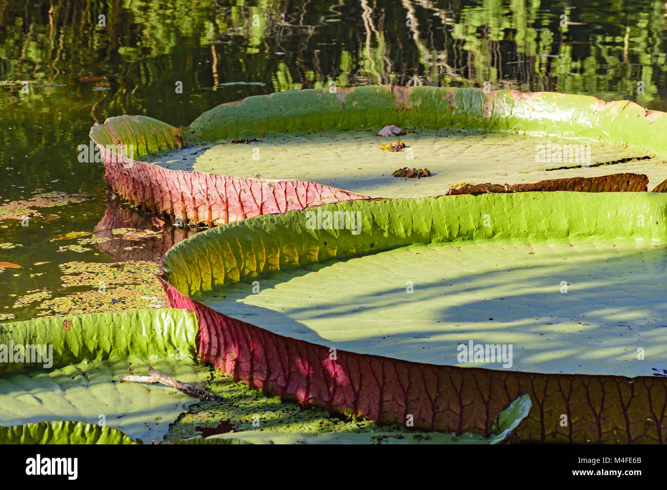 Amazonica hi-res stock photography and images - Alamy