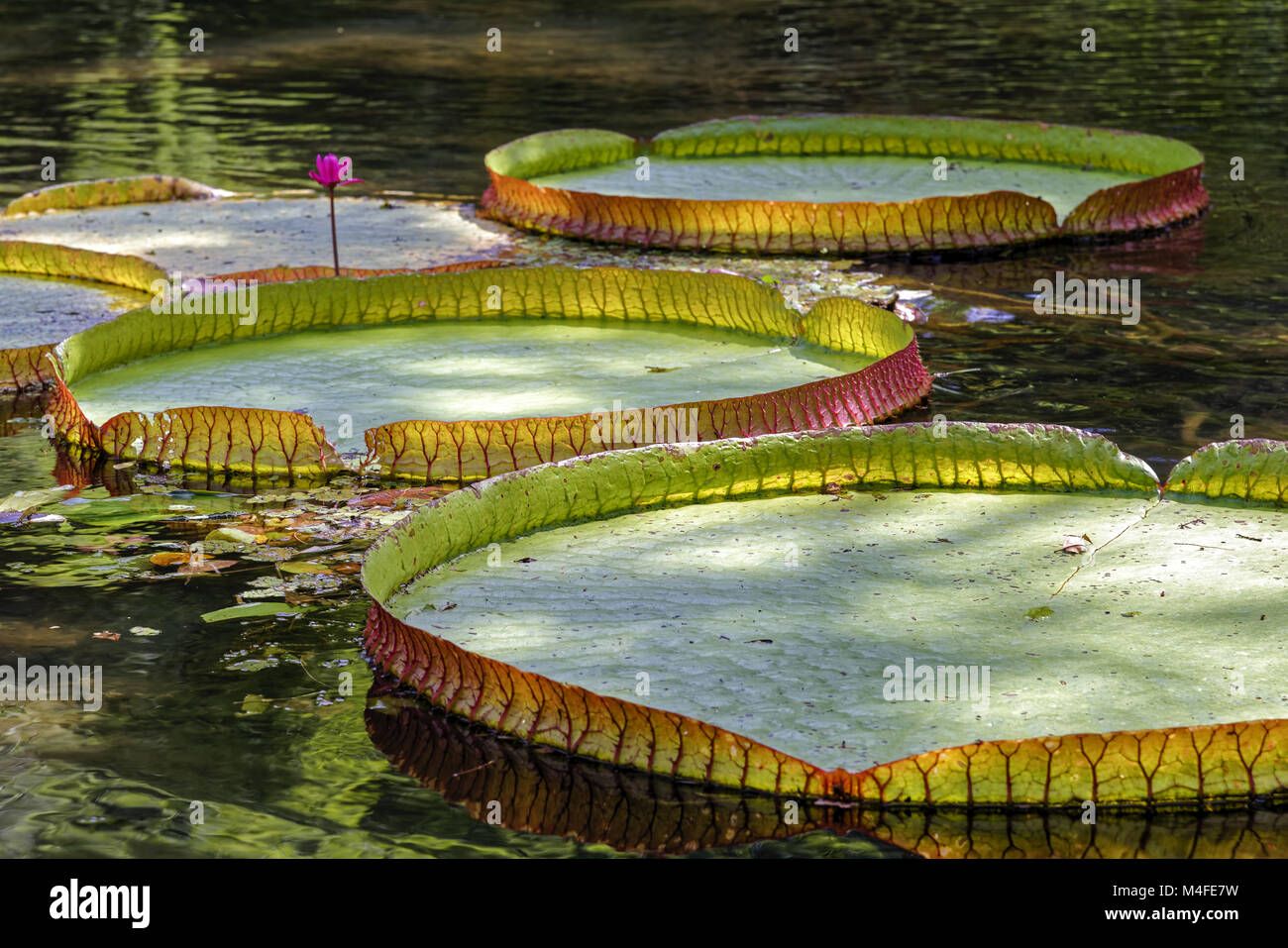 The amazonica hi-res stock photography and images - Alamy