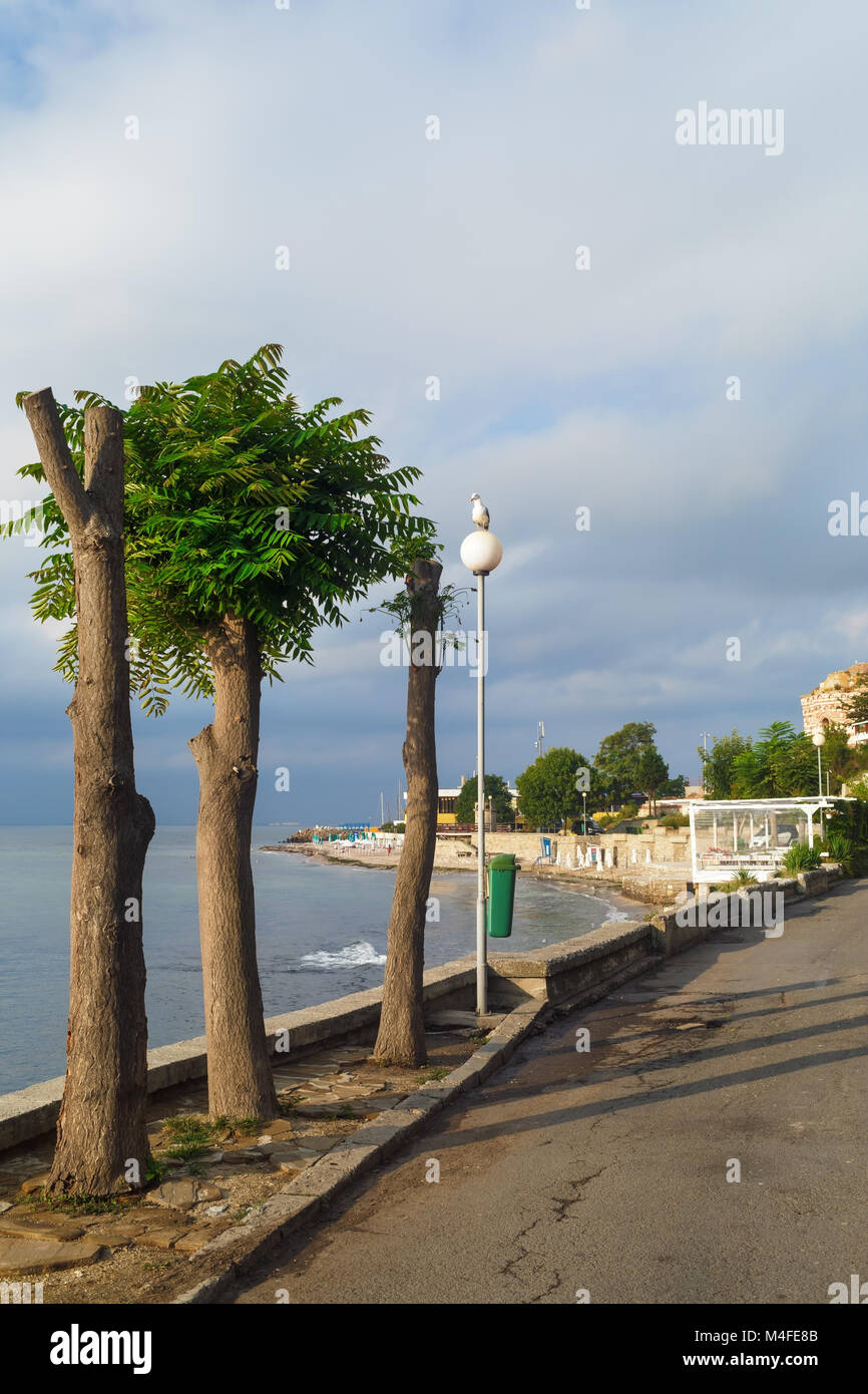 Trees along the pavement Stock Photo - Alamy