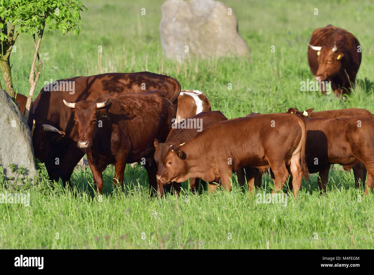Red mountain cattle Stock Photo - Alamy