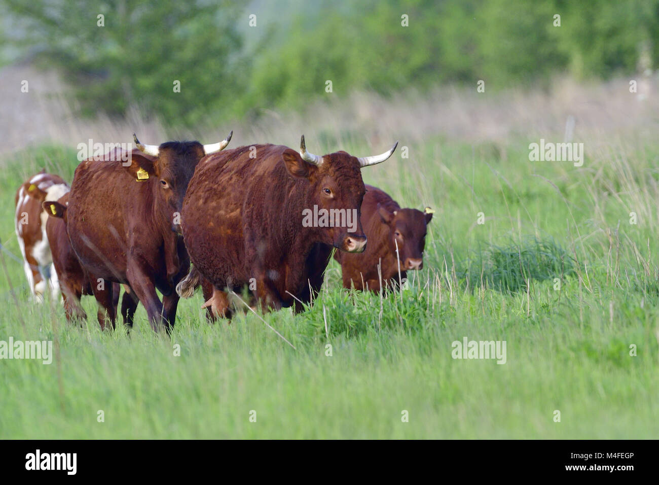 Red mountain cattle Stock Photo - Alamy