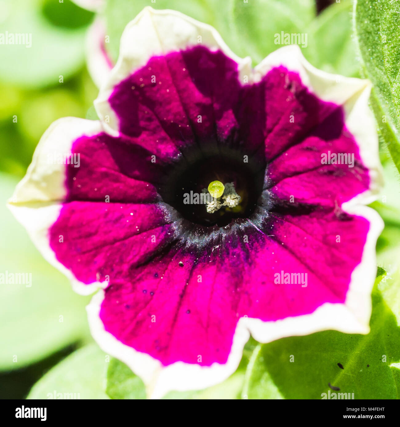 Petunia cascadia rim magenta hi-res stock photography and images - Alamy