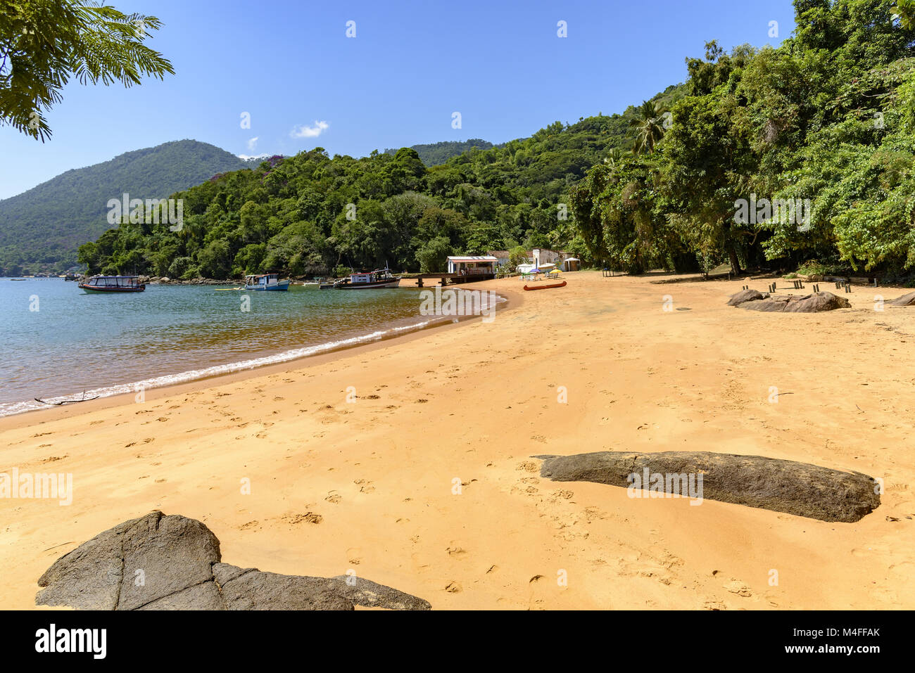 Beach forest hi-res stock photography and images - Alamy