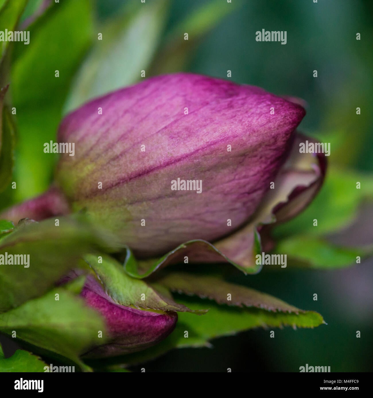 Macro hellebores hi-res stock photography and images - Alamy
