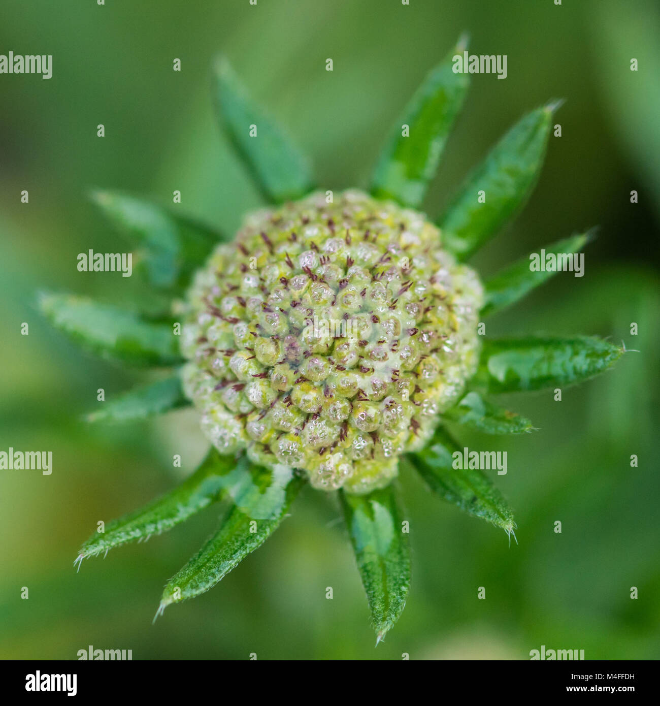Blue scabious butterfly hi-res stock photography and images - Alamy