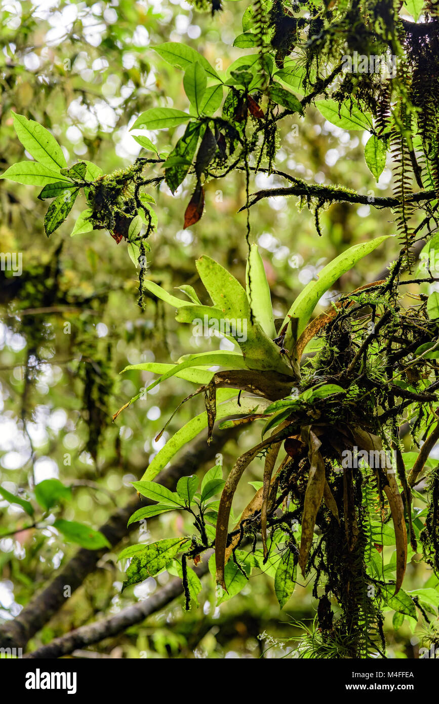 Brazilian tropical forest hi-res stock photography and images - Alamy