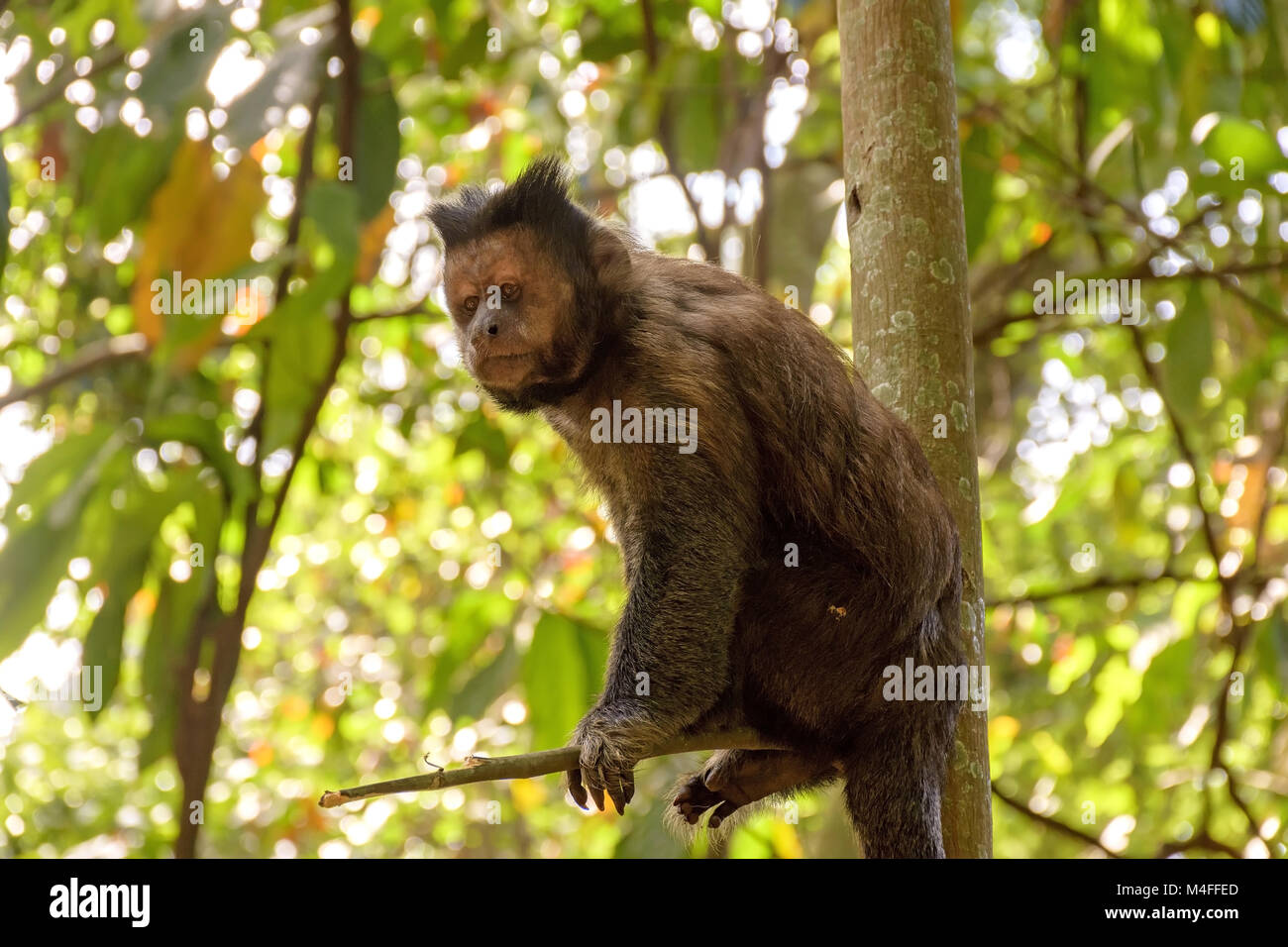 Black capuchin monkey Stock Photo - Alamy