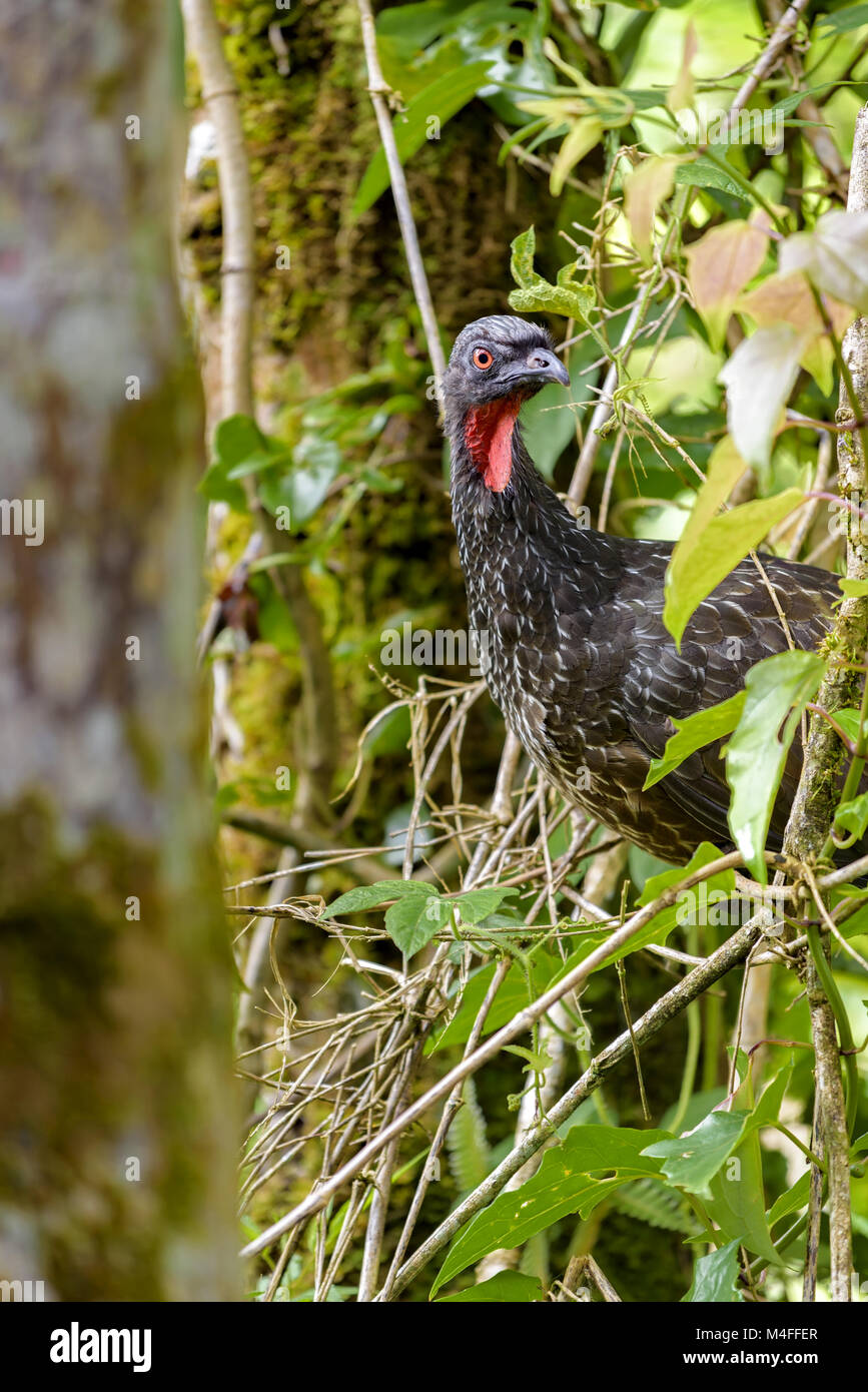 Guan tree hi-res stock photography and images - Alamy