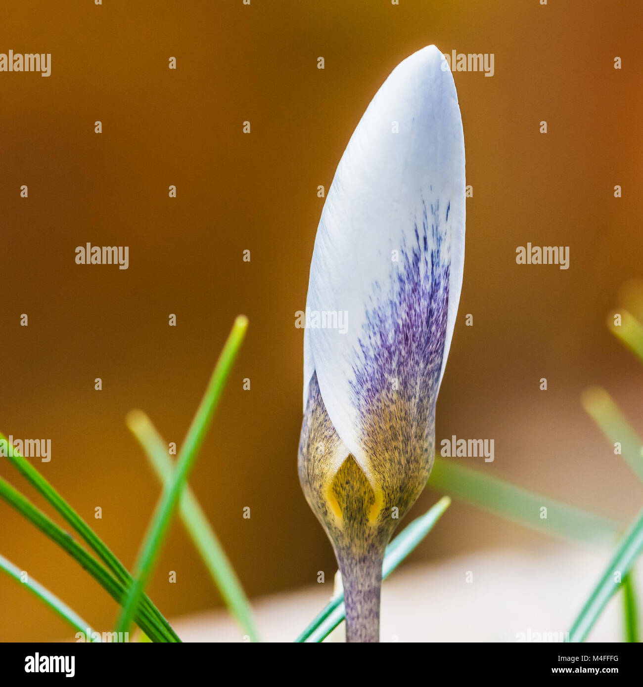 Crocus chrysanthus 'ard schenk' hi-res stock photography and images - Alamy