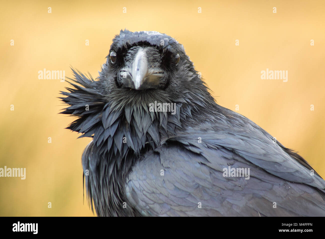 Raven large death hi-res stock photography and images - Alamy