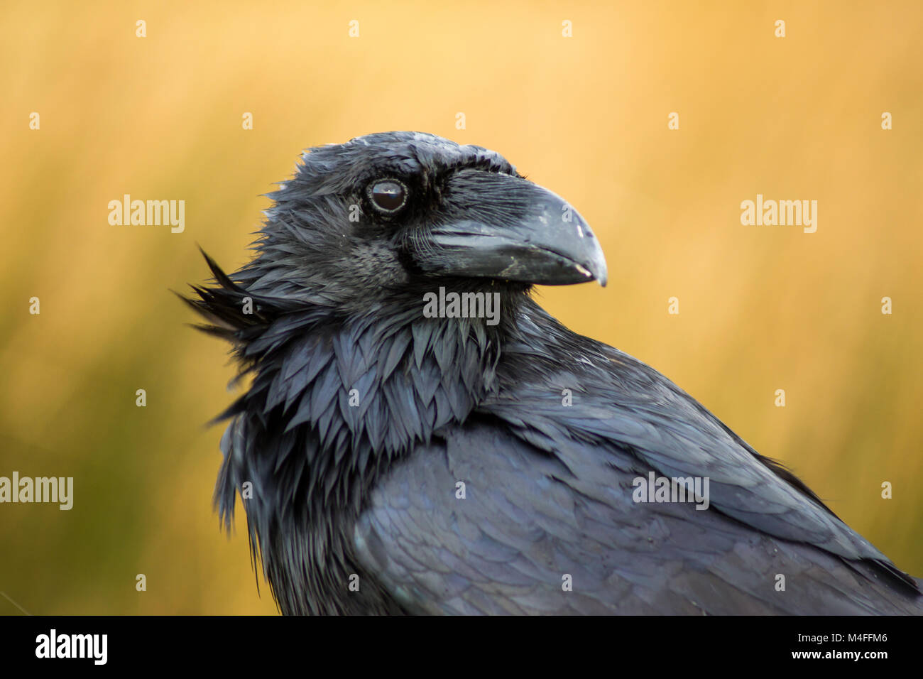 Raven Uk Stock Photos & Raven Uk Stock Images - Alamy