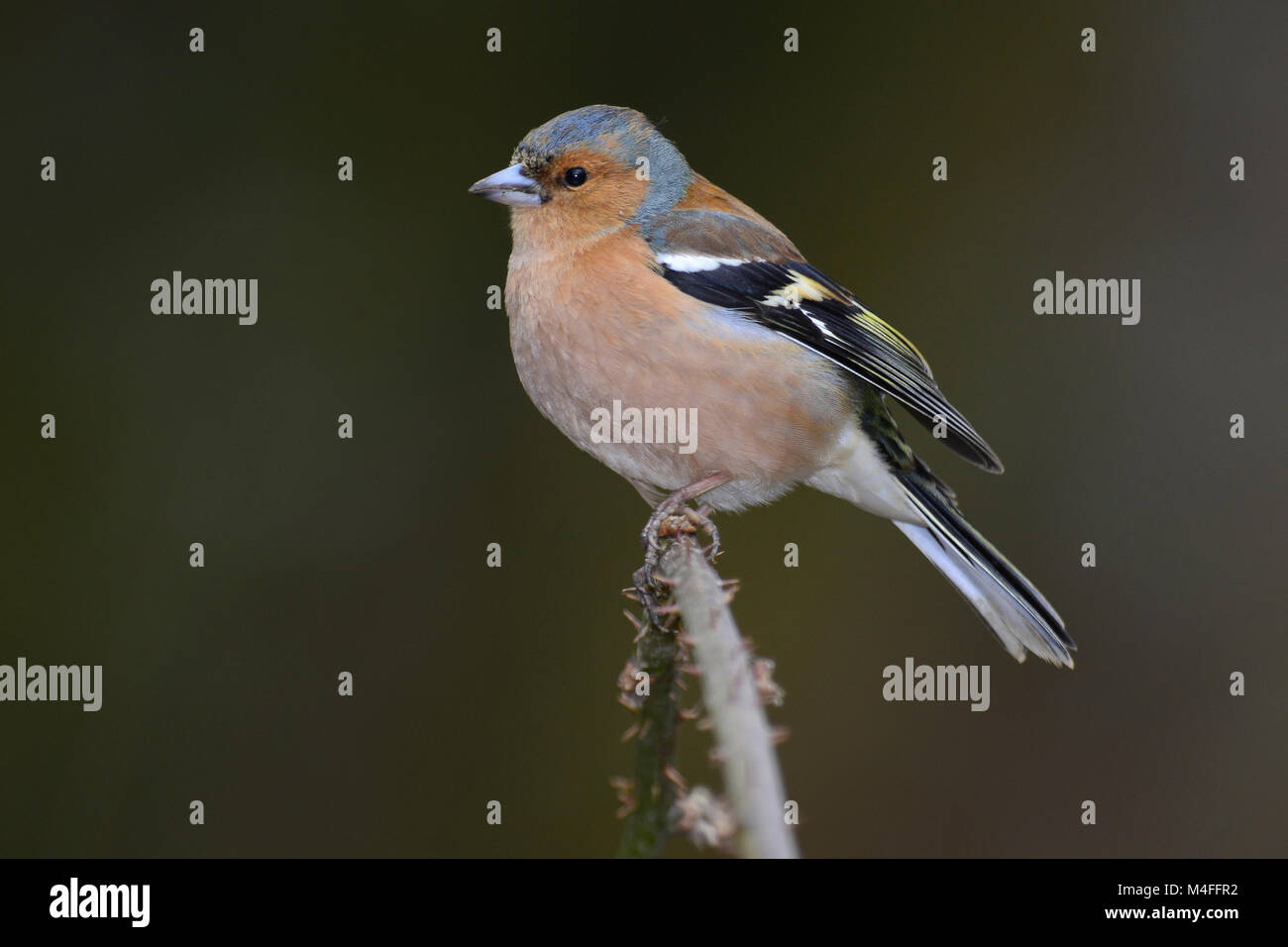 Chaffinches hi-res stock photography and images - Alamy