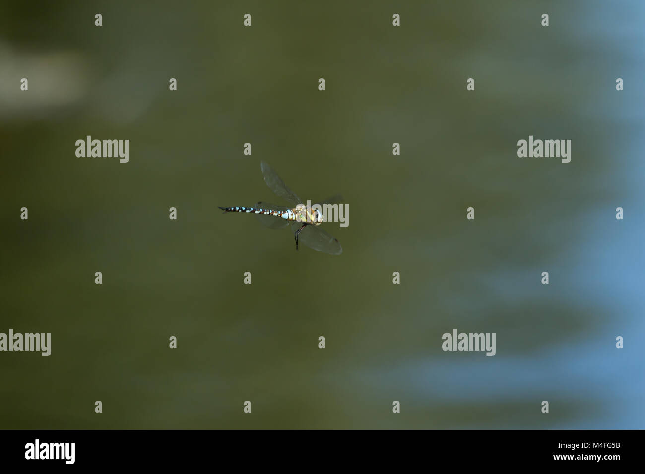 photo of a dragon fly hovering over water Stock Photo - Alamy