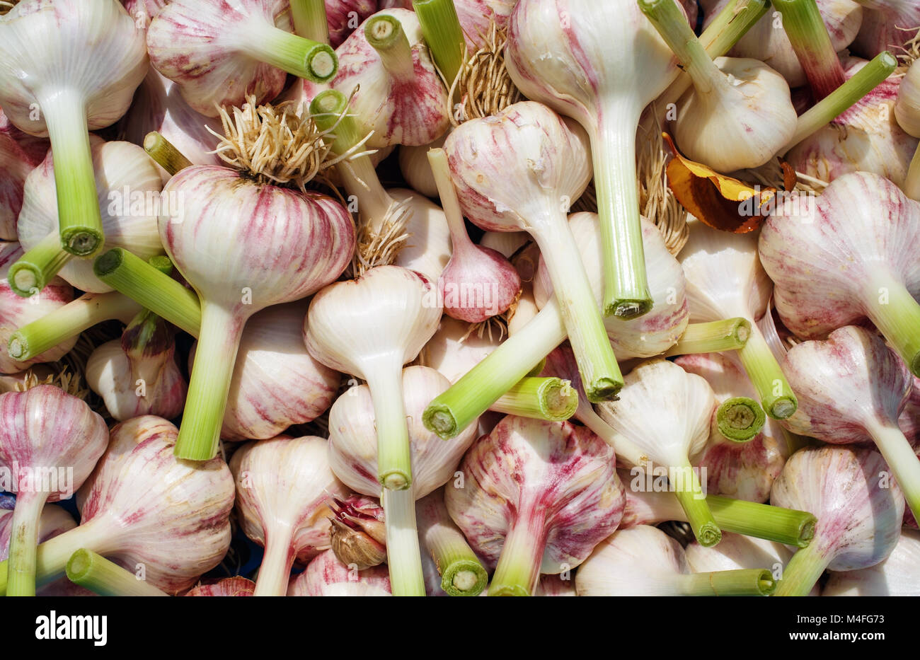 Farming bulbs hi-res stock photography and images - Alamy