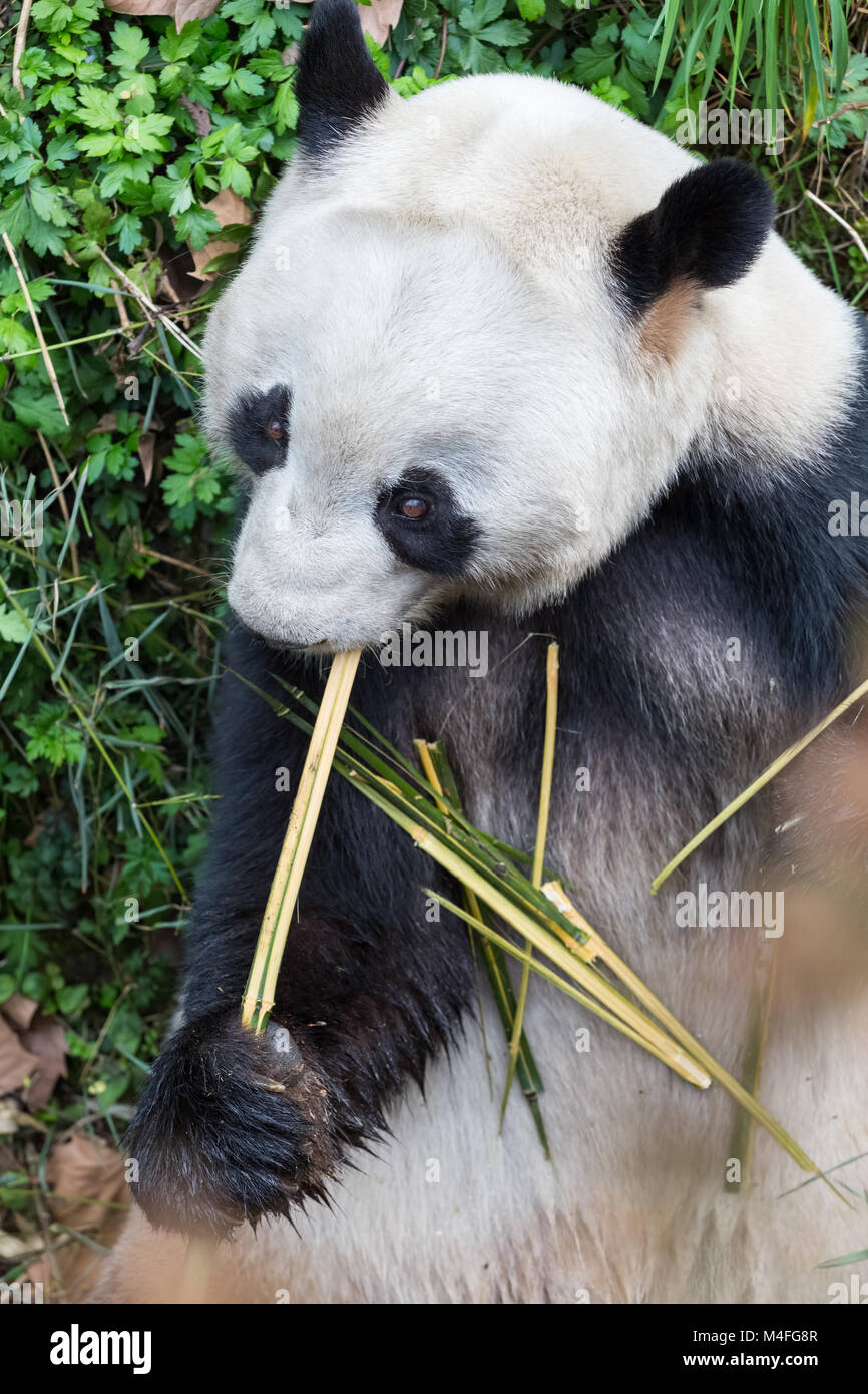 giant panda closeup Stock Photo - Alamy