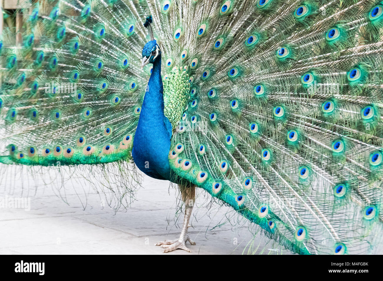 proud as a peacock Stock Photo - Alamy