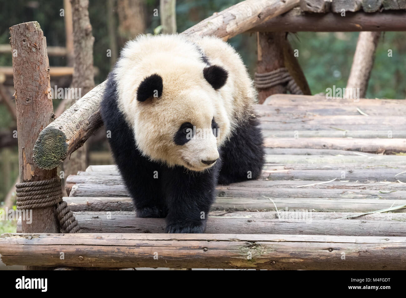 Cute Panda Baby Eating