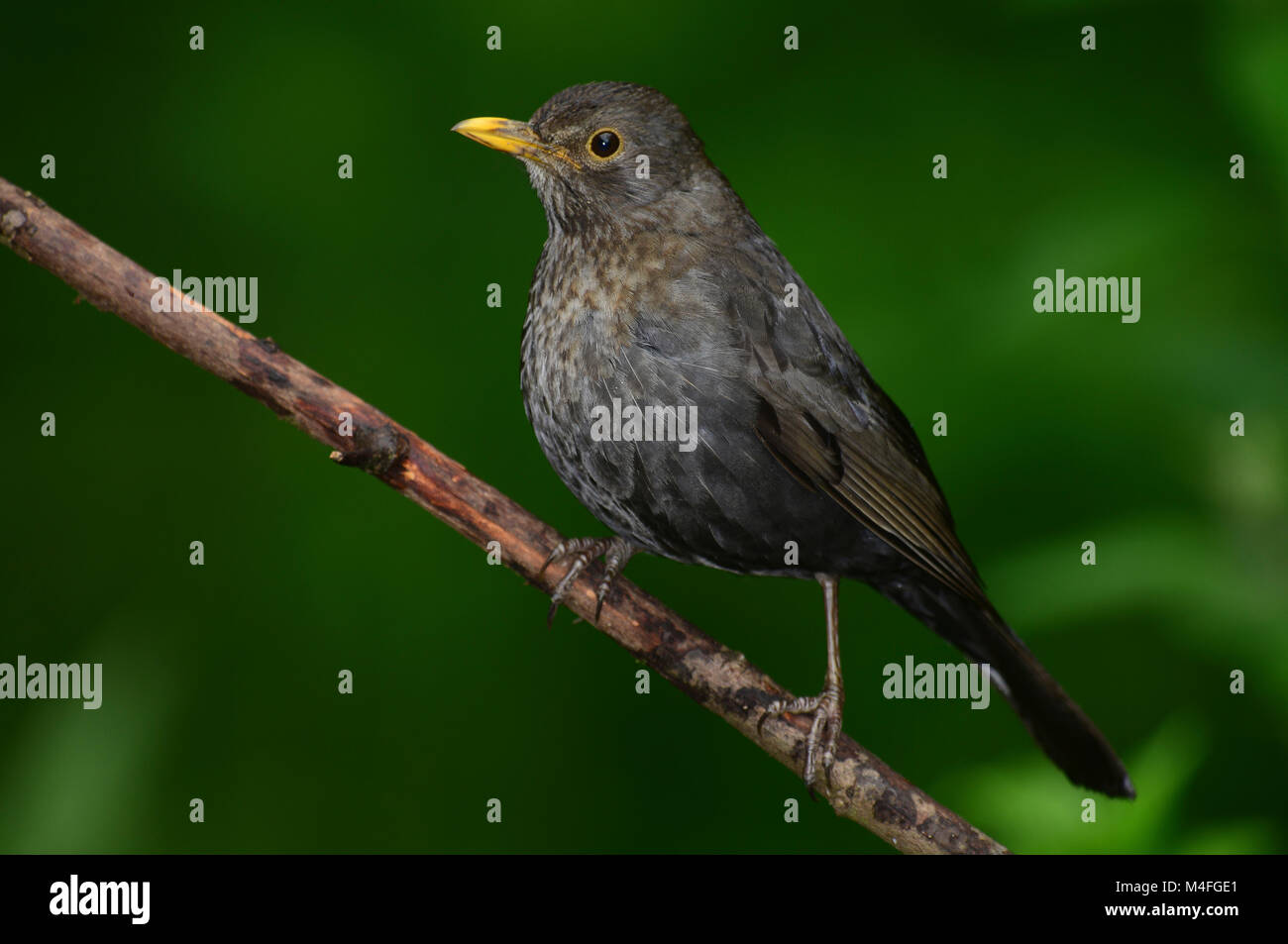 blackbird turdus merula Stock Photo - Alamy