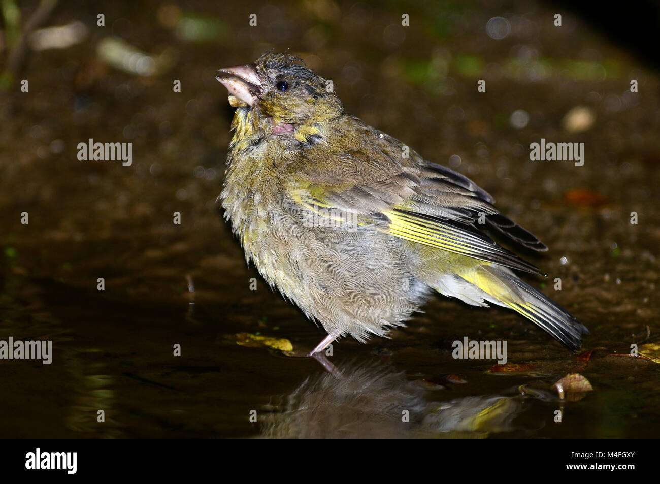 Greenfinches hi-res stock photography and images - Alamy