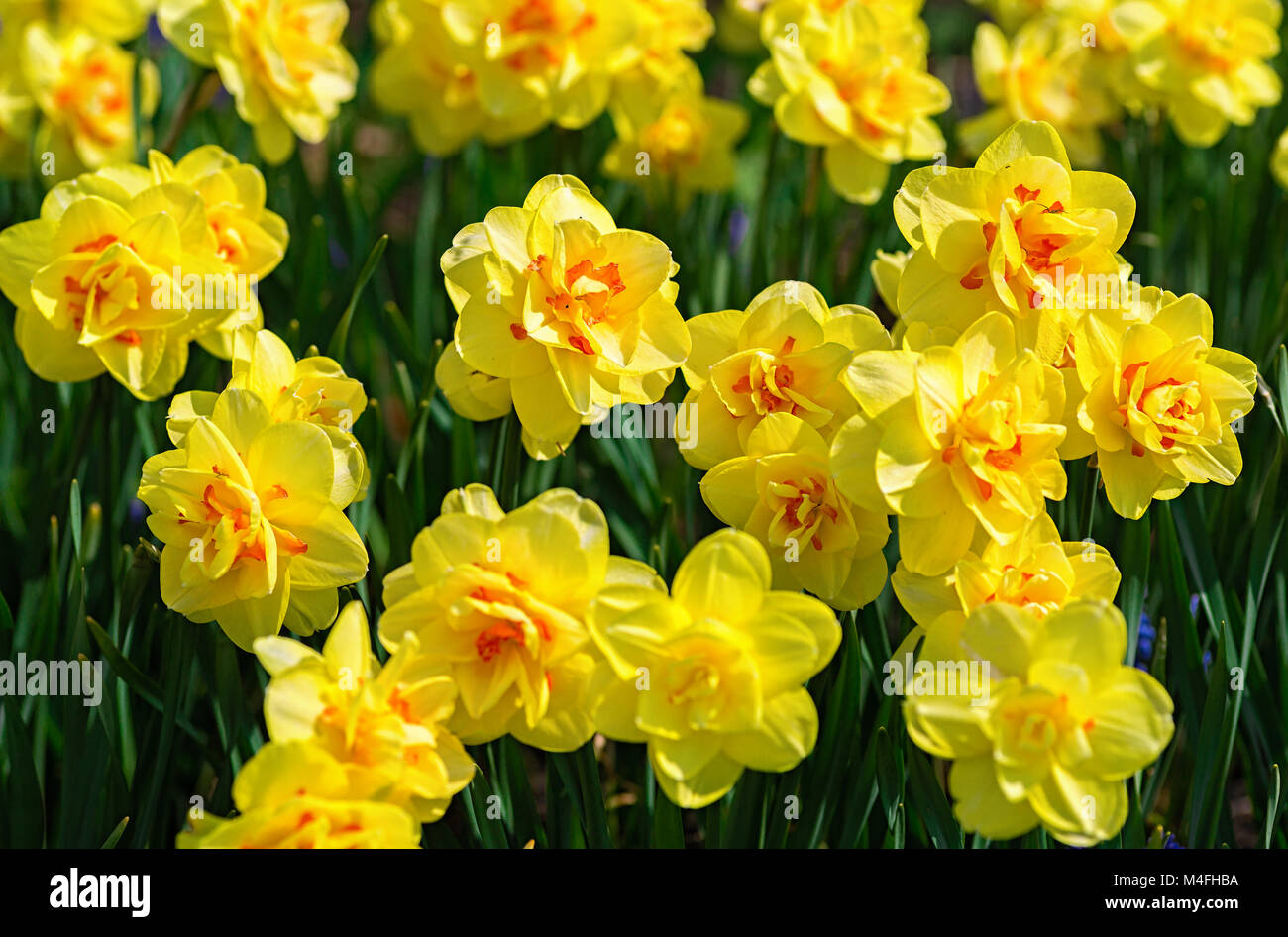 Beautiful double flowerig daffodils in the home garden Stock Photo - Alamy