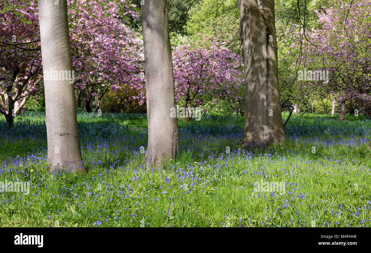 Bluebells and Blossom at Thorp Perrow Arboretum Stock Photo - Alamy