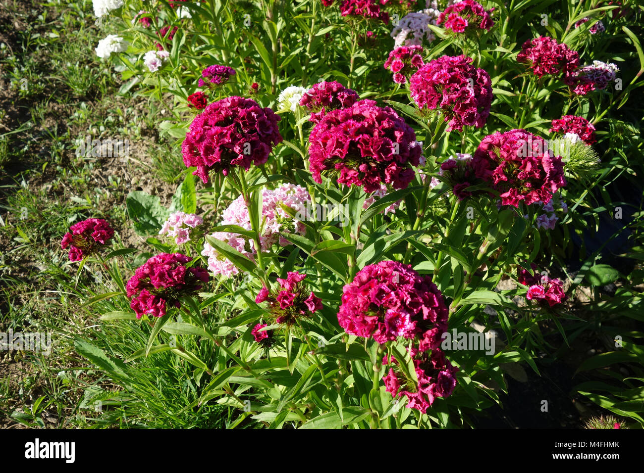 Dianthus barbatus, sweet william Stock Photo - Alamy