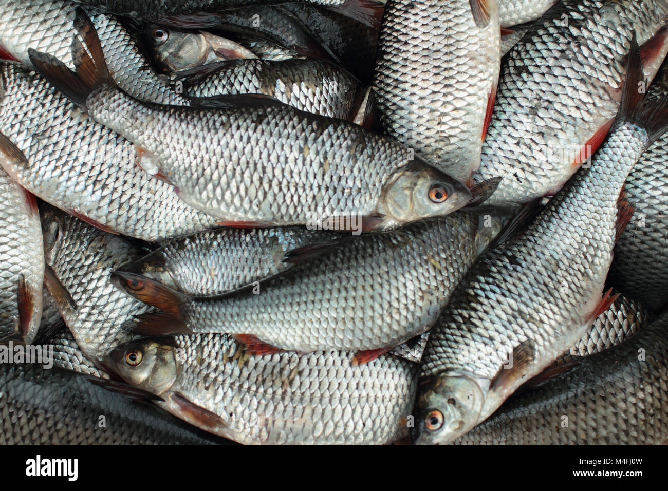 Fishing catch hi-res stock photography and images - Alamy