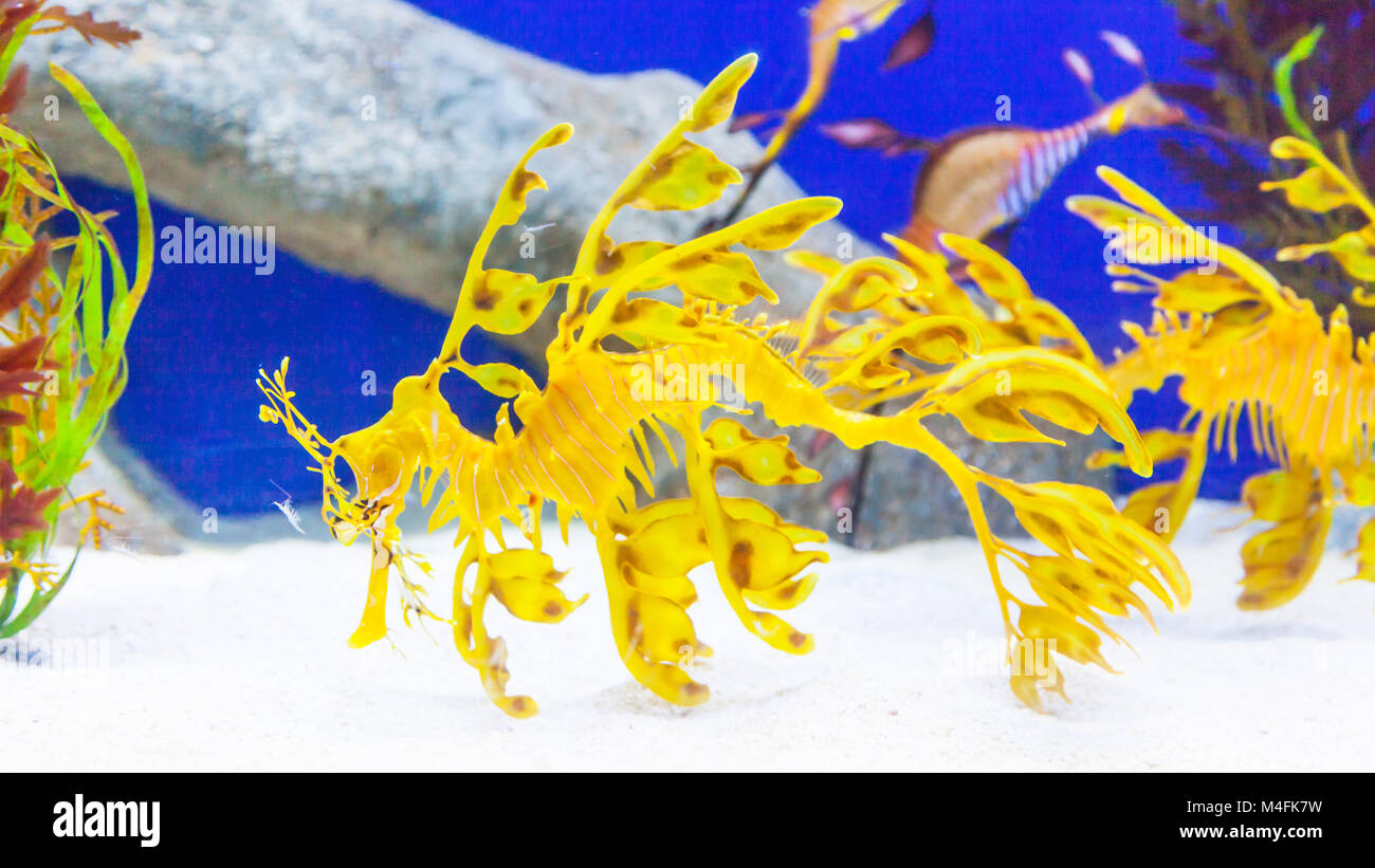 Leafy sea dragons hi-res stock photography and images - Alamy