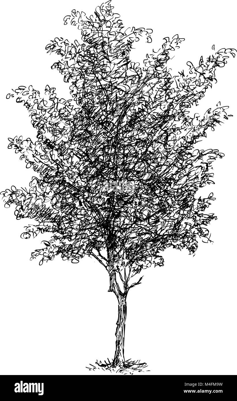 Cartoon Vector Drawing of Beech Tree Stock Vector Image & Art - Alamy