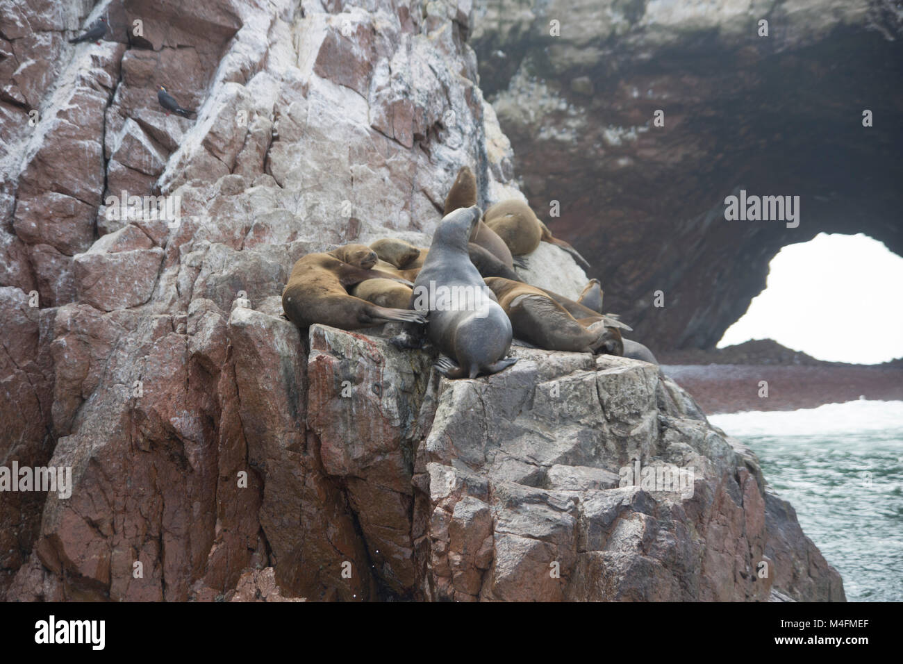Sea wolves hi-res stock photography and images - Alamy