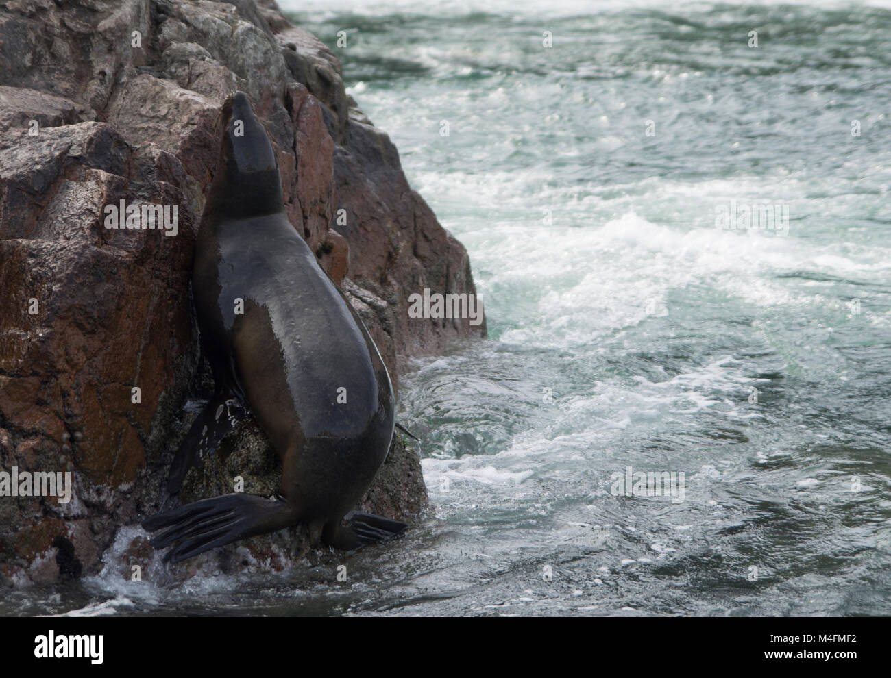 Sea wolves hi-res stock photography and images - Alamy