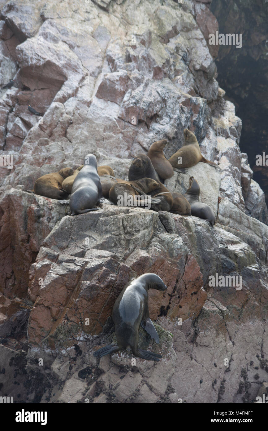 Sea wolves hi-res stock photography and images - Alamy