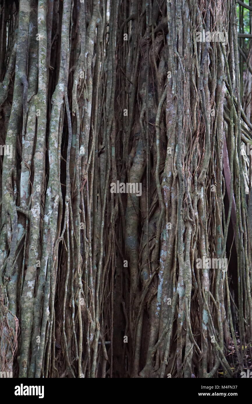 Long roots on old tree in Bali Indonesia Stock Photo - Alamy